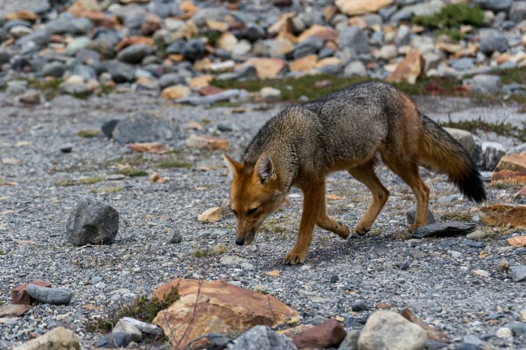 Conocé al Zorro colorado, el ninja de la Patagonia | Descubrir Turismo