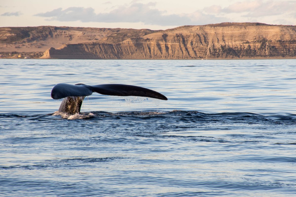 Argentina, destino líder de avistaje de ballenas | Descubrir Turismo